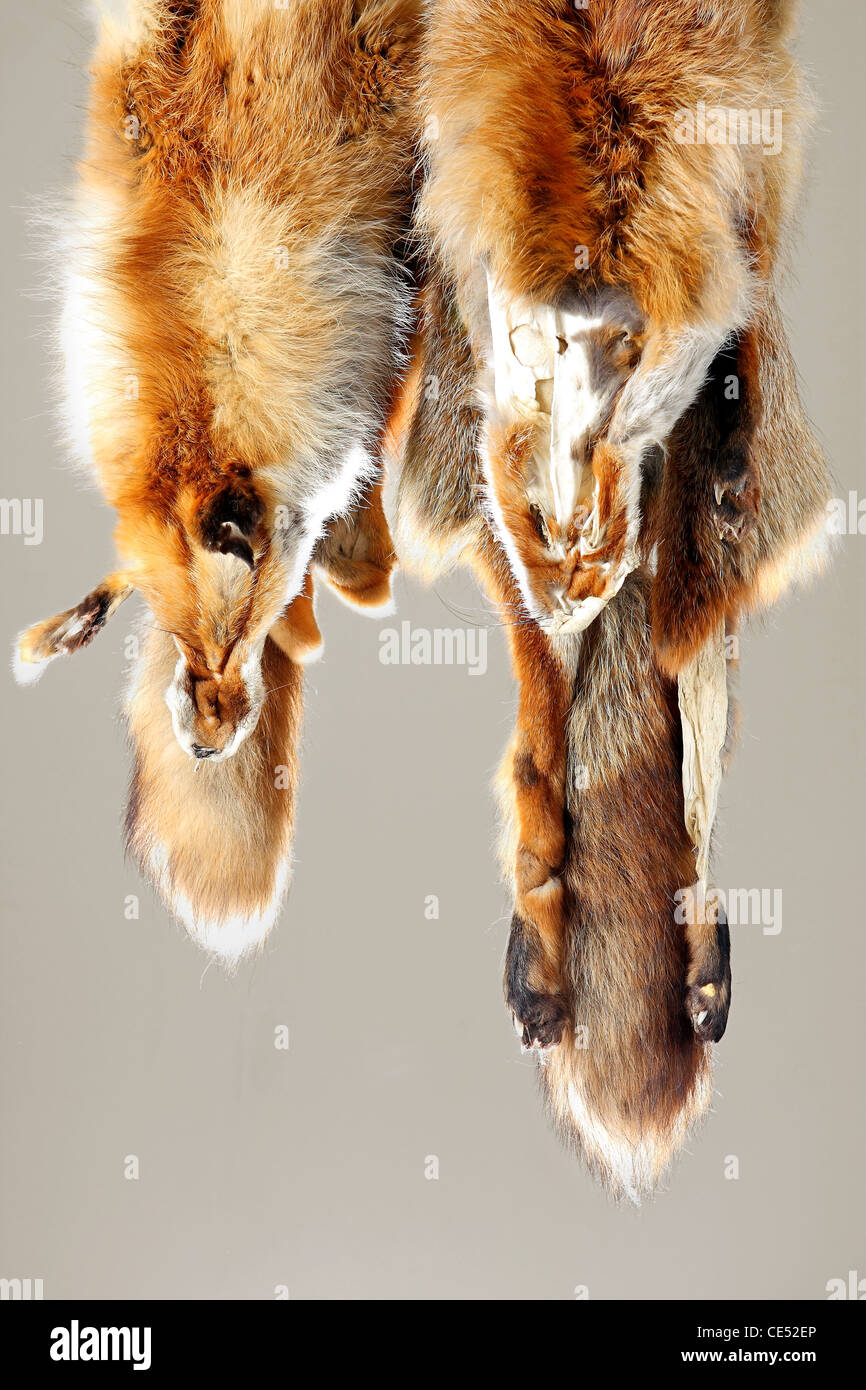 Red fox fur with pied beautiful hairs Stock Photo - Alamy