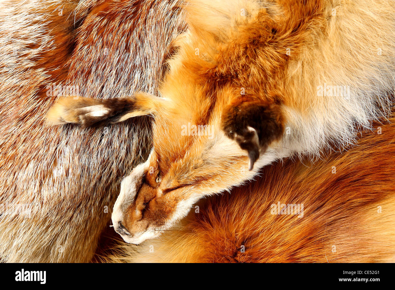 Red fox fur with pied beautiful hairs Stock Photo - Alamy
