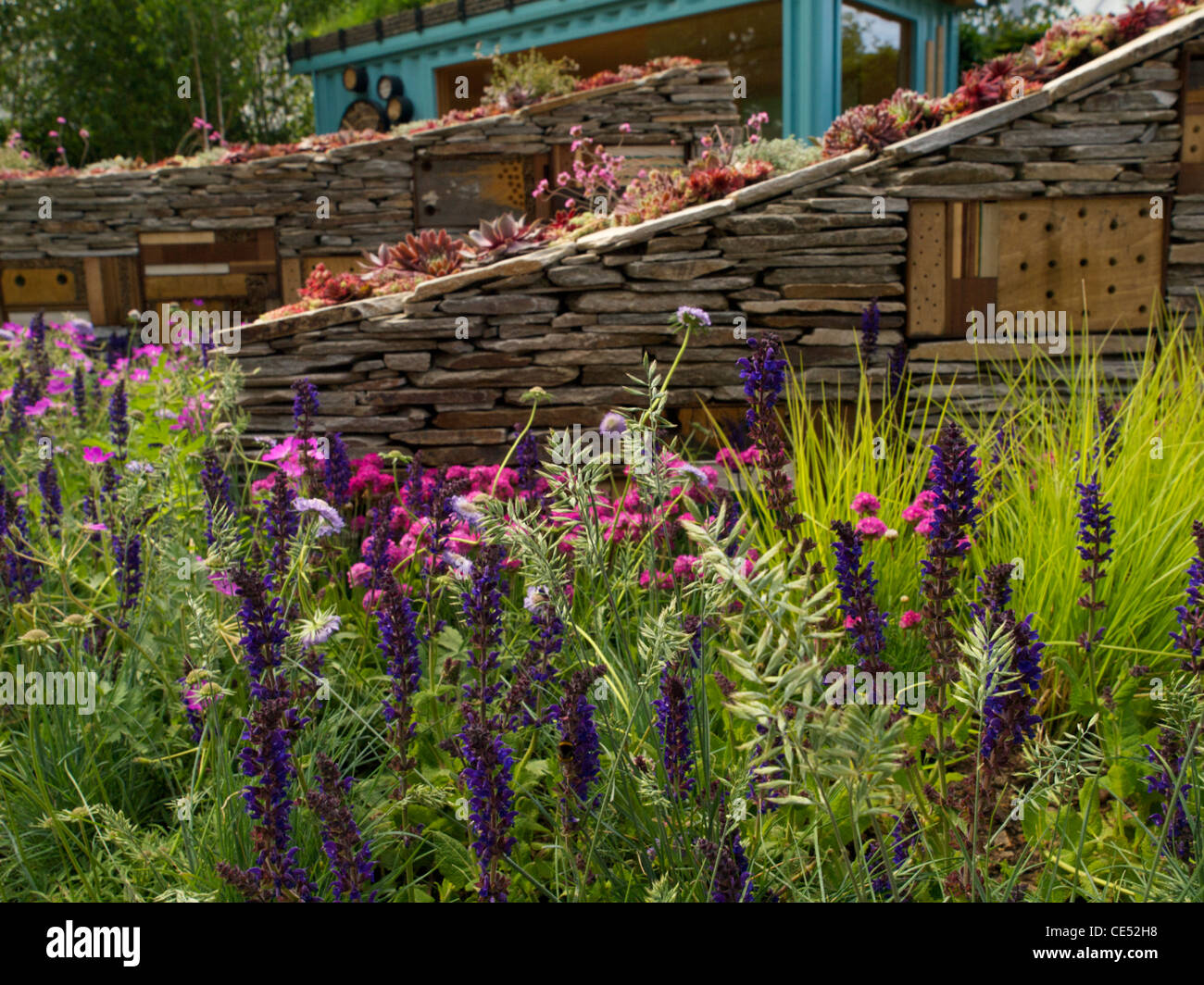 New Wild Garden - natural planting and insect friendly features at the ...
