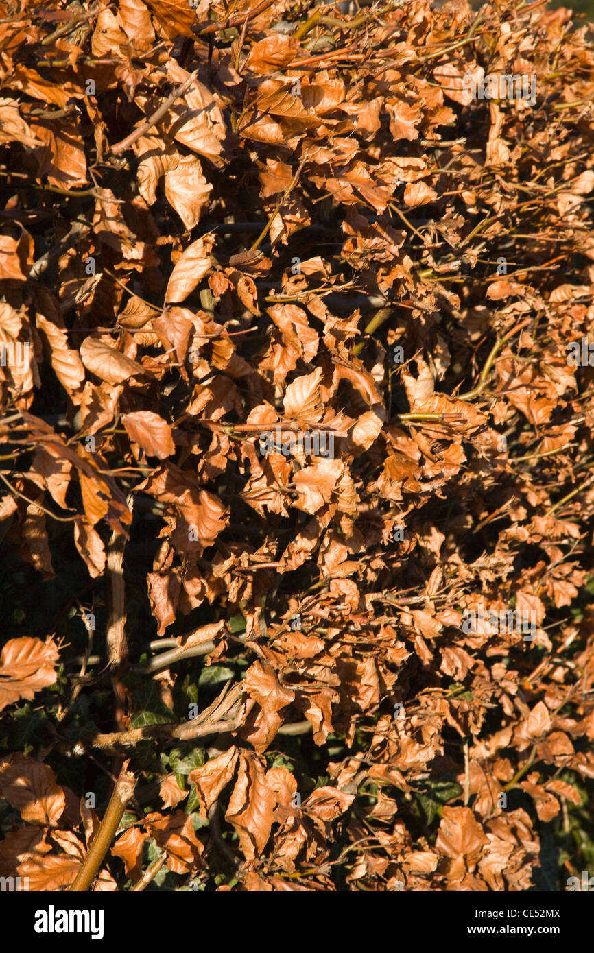 Dead bushes hi-res stock photography and images - Alamy