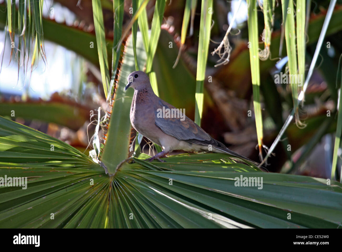 Laughing doves hi-res stock photography and images - Alamy
