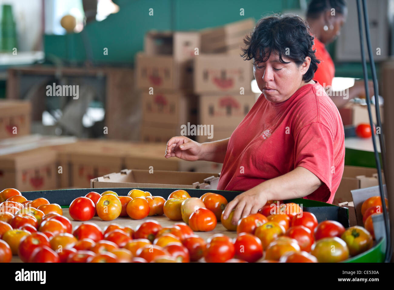 Woman sorting tomatoes at a produce farm Stock Photo - Alamy