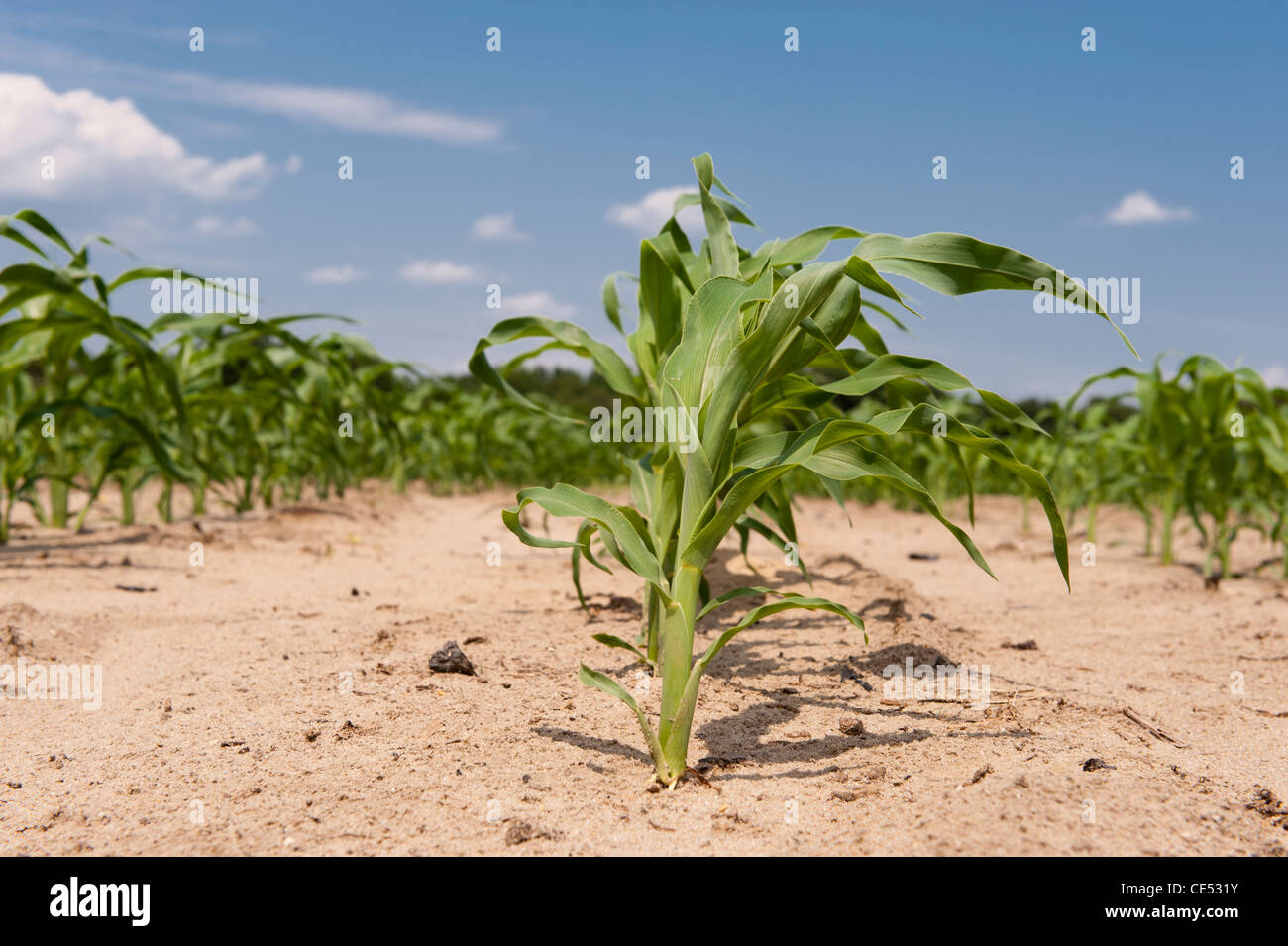 Rows of young corn crop in sandy soil on farm Stock Photo - Alamy
