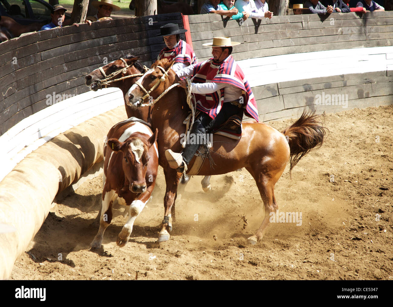 Rodeo at Casa Silva Chile Stock Photo - Alamy