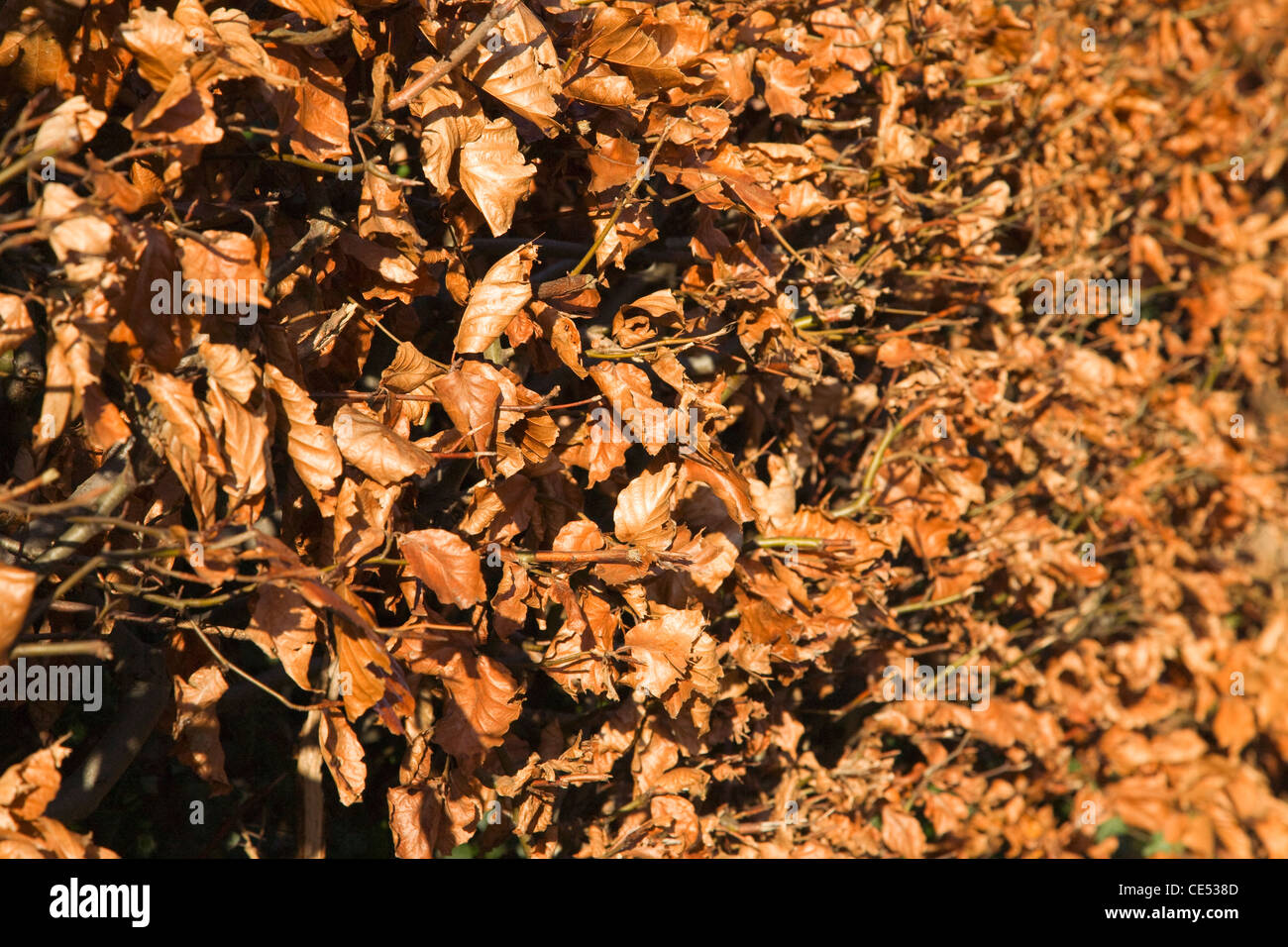 close up of a bush with dead leaves on a winter day Stock Photo - Alamy