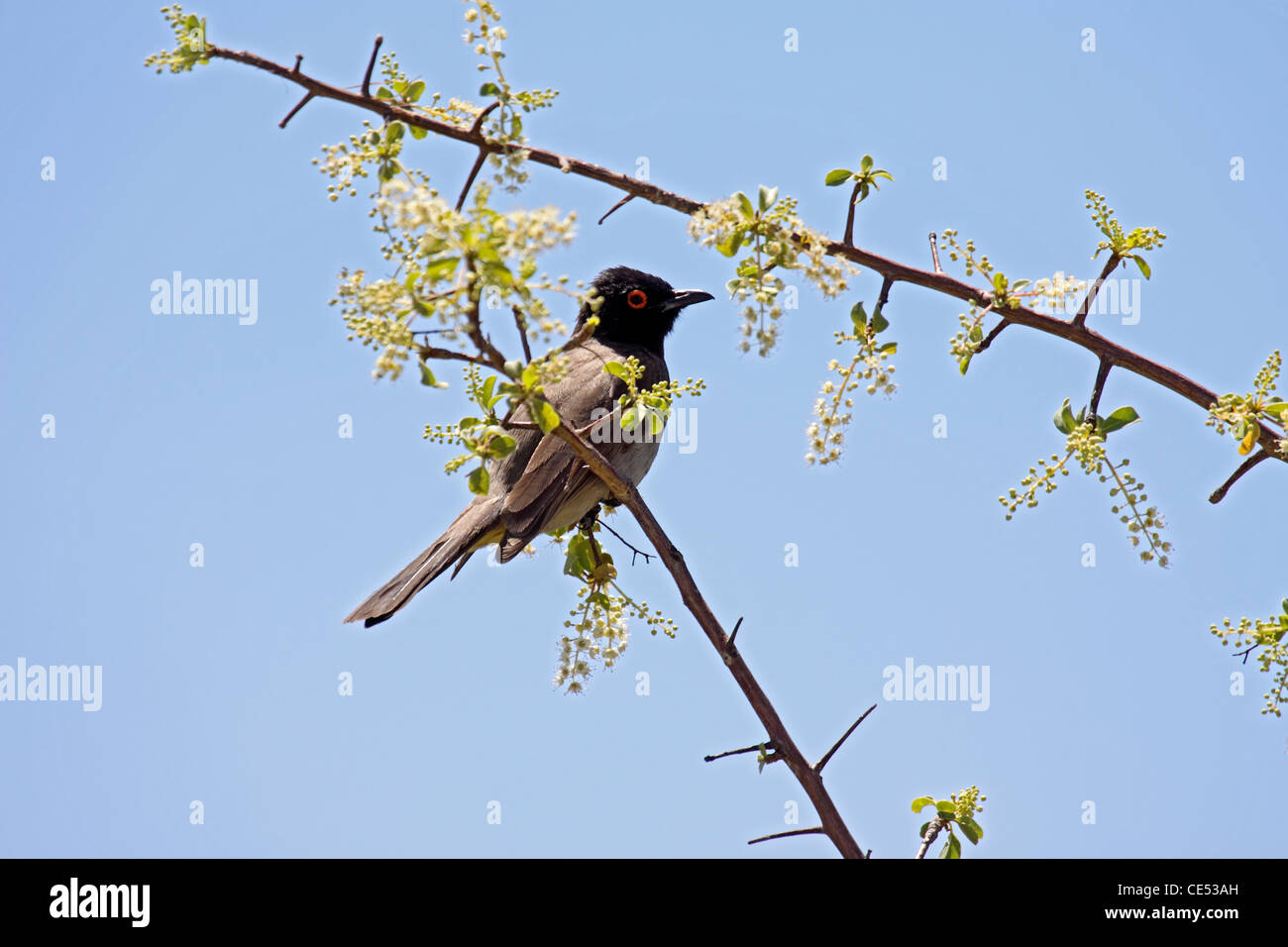 African bulbuls hi-res stock photography and images - Alamy