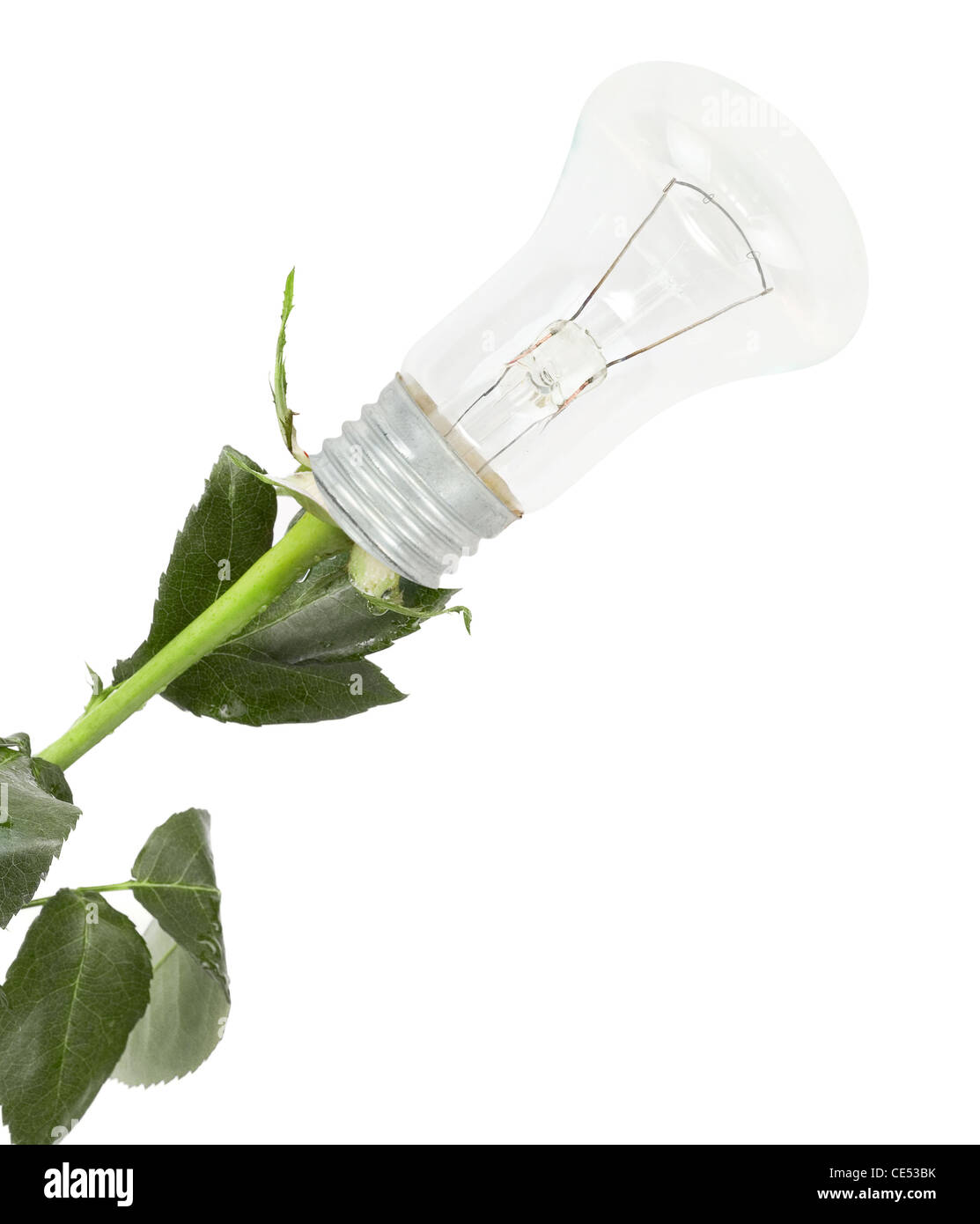 Rose bulb hi-res stock photography and images - Alamy