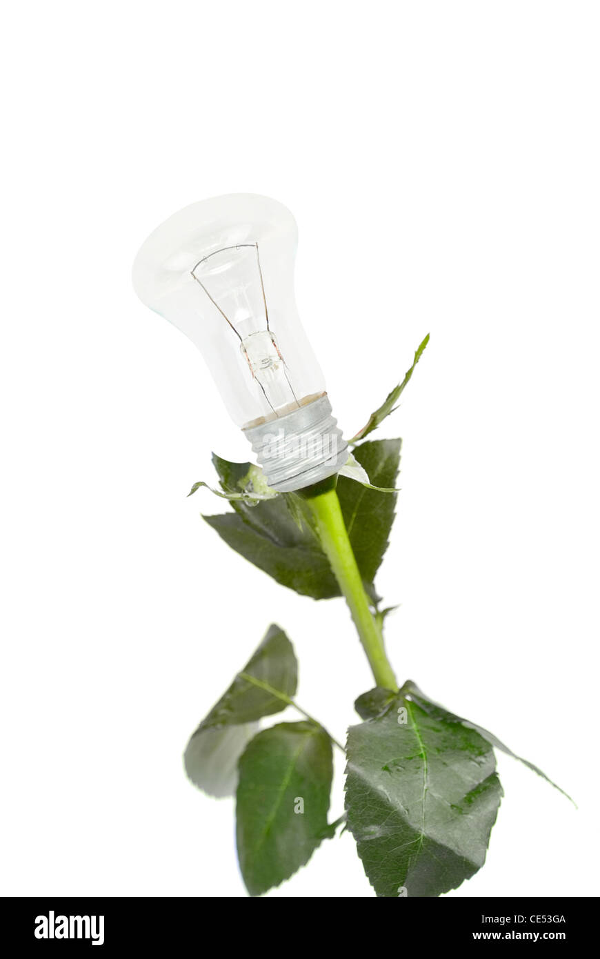 Rose bulb hi-res stock photography and images - Alamy