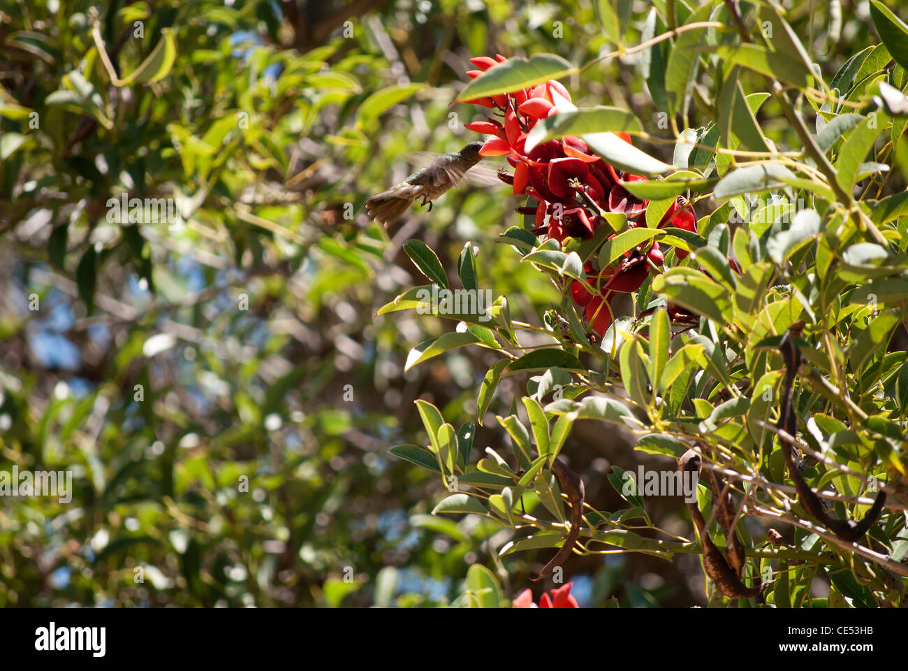 Ceibo flower hi-res stock photography and images - Alamy