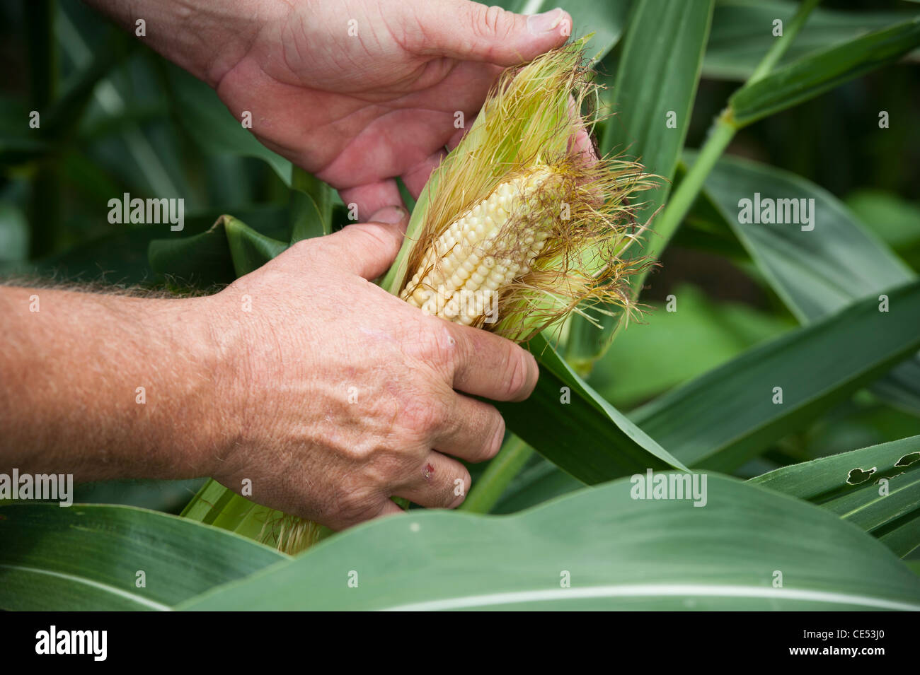 Husking corn hi-res stock photography and images - Alamy