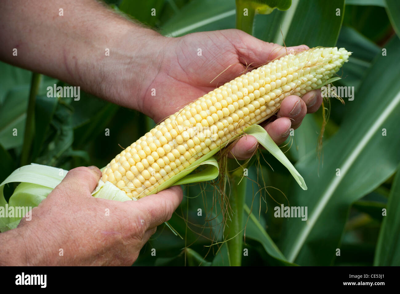 Husking corn hi-res stock photography and images - Alamy