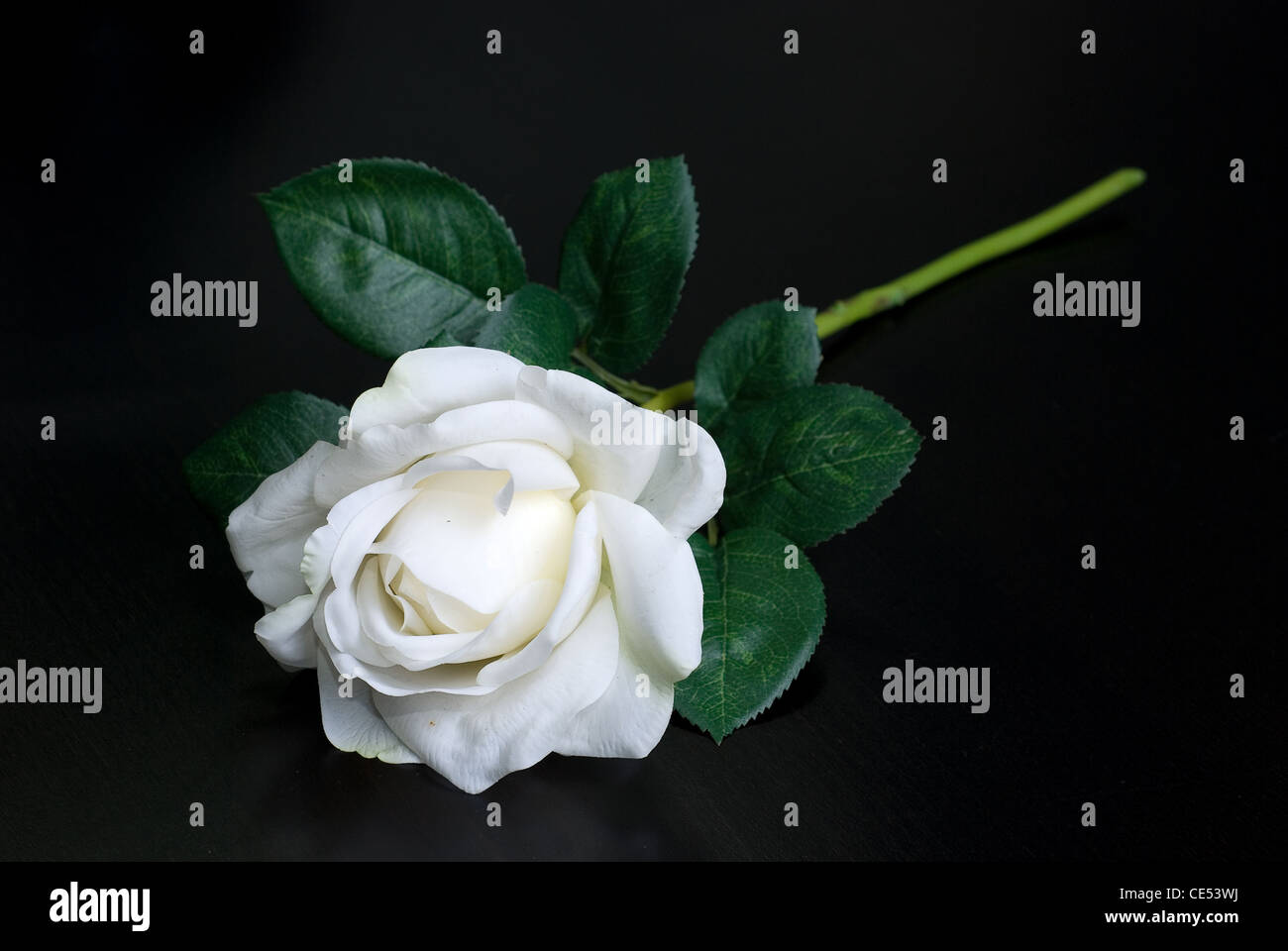 White single rose on a black background Stock Photo - Alamy