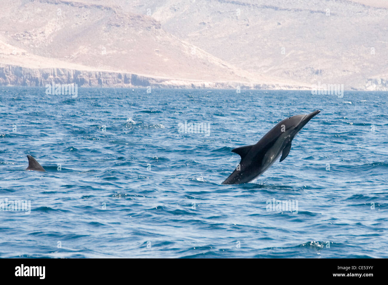 sea nature dolphin mexico swim freedom water fish Stock Photo - Alamy