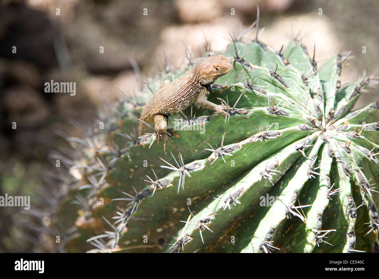 cactus green plant lizard mexico desert close up Stock Photo - Alamy