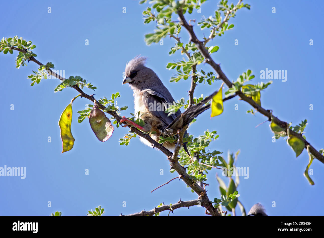 African Mousebirds High Resolution Stock Photography and Images - Alamy