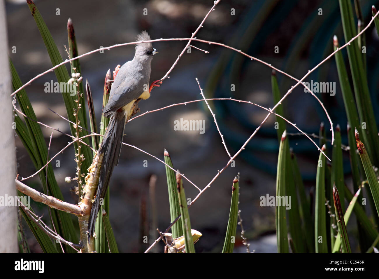 African Mousebirds High Resolution Stock Photography and Images - Alamy