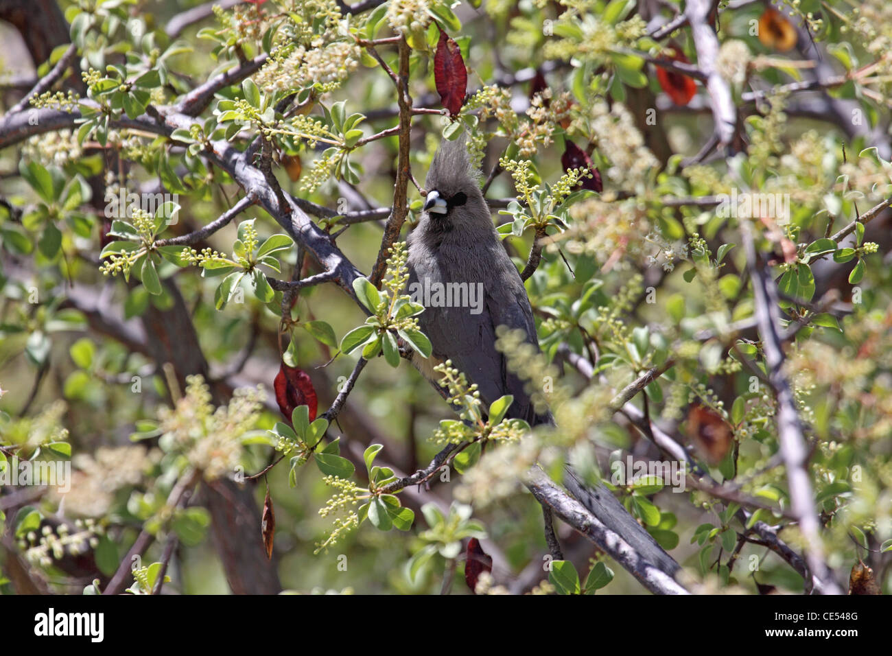 White backed mousebird in tree in Namibia Stock Photo - Alamy