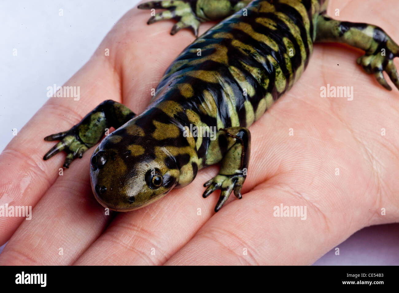 Gold Salamander High Resolution Stock Photography and Images - Alamy