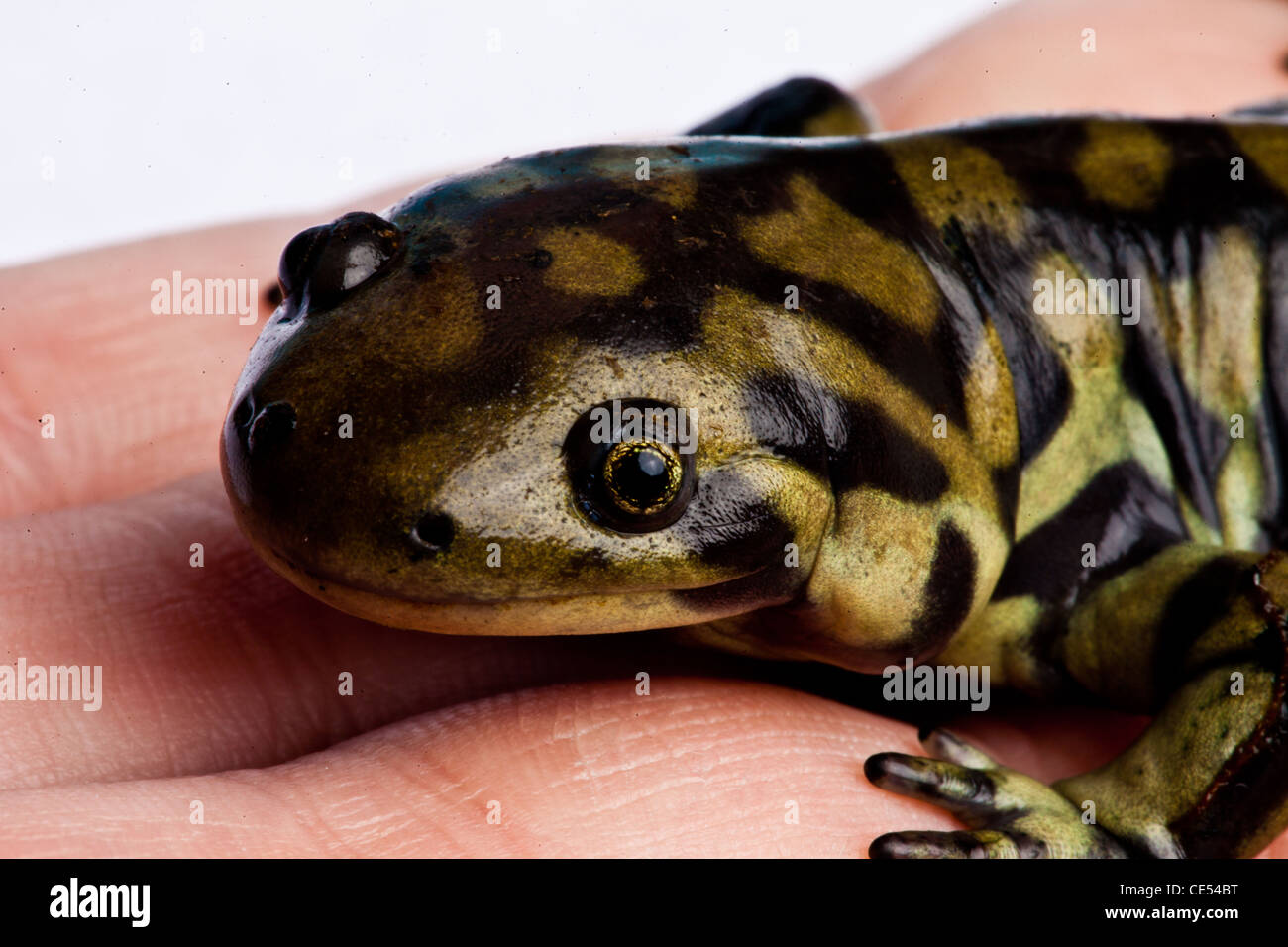Gold Salamander High Resolution Stock Photography and Images - Alamy