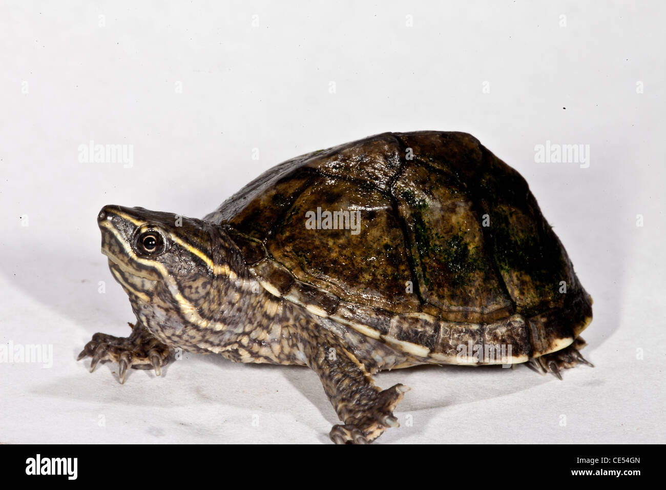 Mud turtle hi-res stock photography and images - Alamy