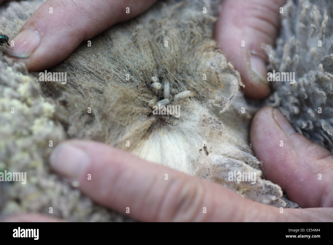 Fly Strike Sheep Stock Photos & Fly Strike Sheep Stock Images - Alamy