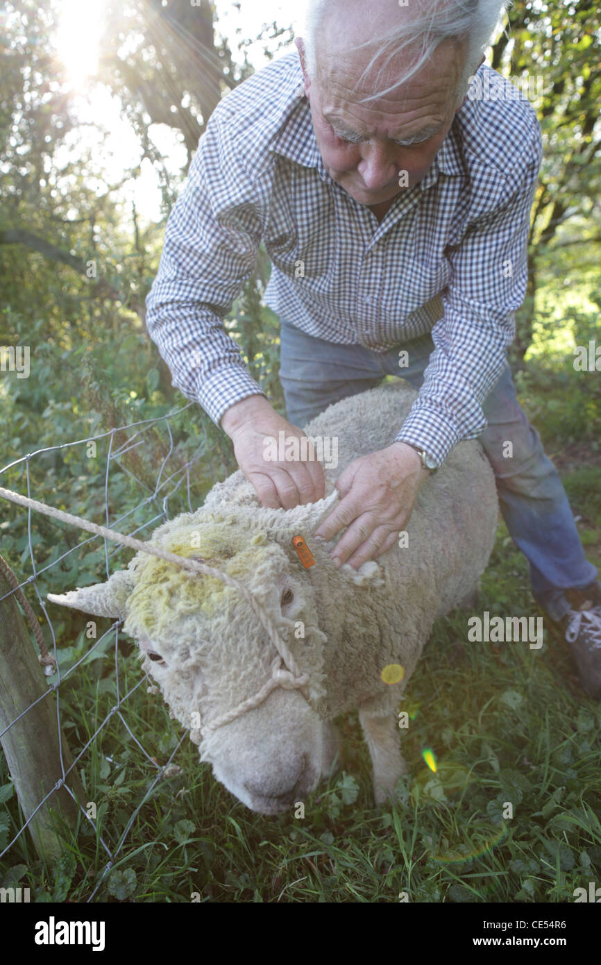 Documentary images covering small sheep keepers in the Forest of Dean ...