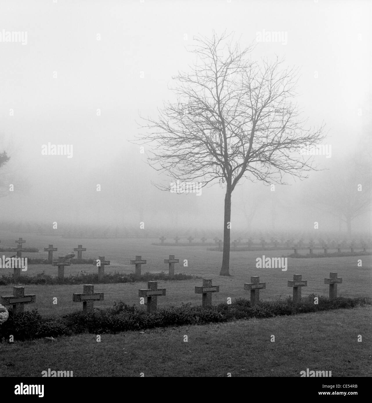 military graveyard with rows of crosses and trees in the autumn mist ...