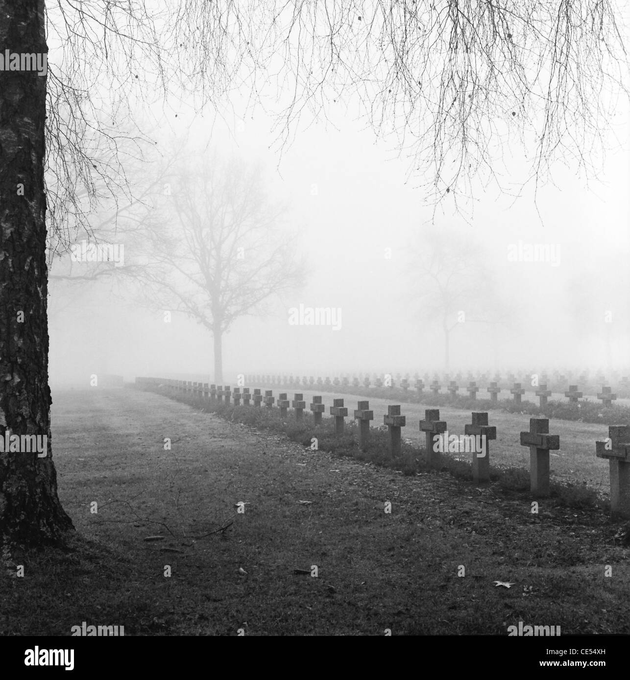 War tree graveyard cemetery Black and White Stock Photos & Images - Alamy