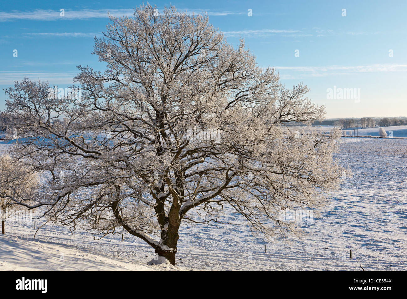 Oak tree with frost in winter landscape Stock Photo - Alamy