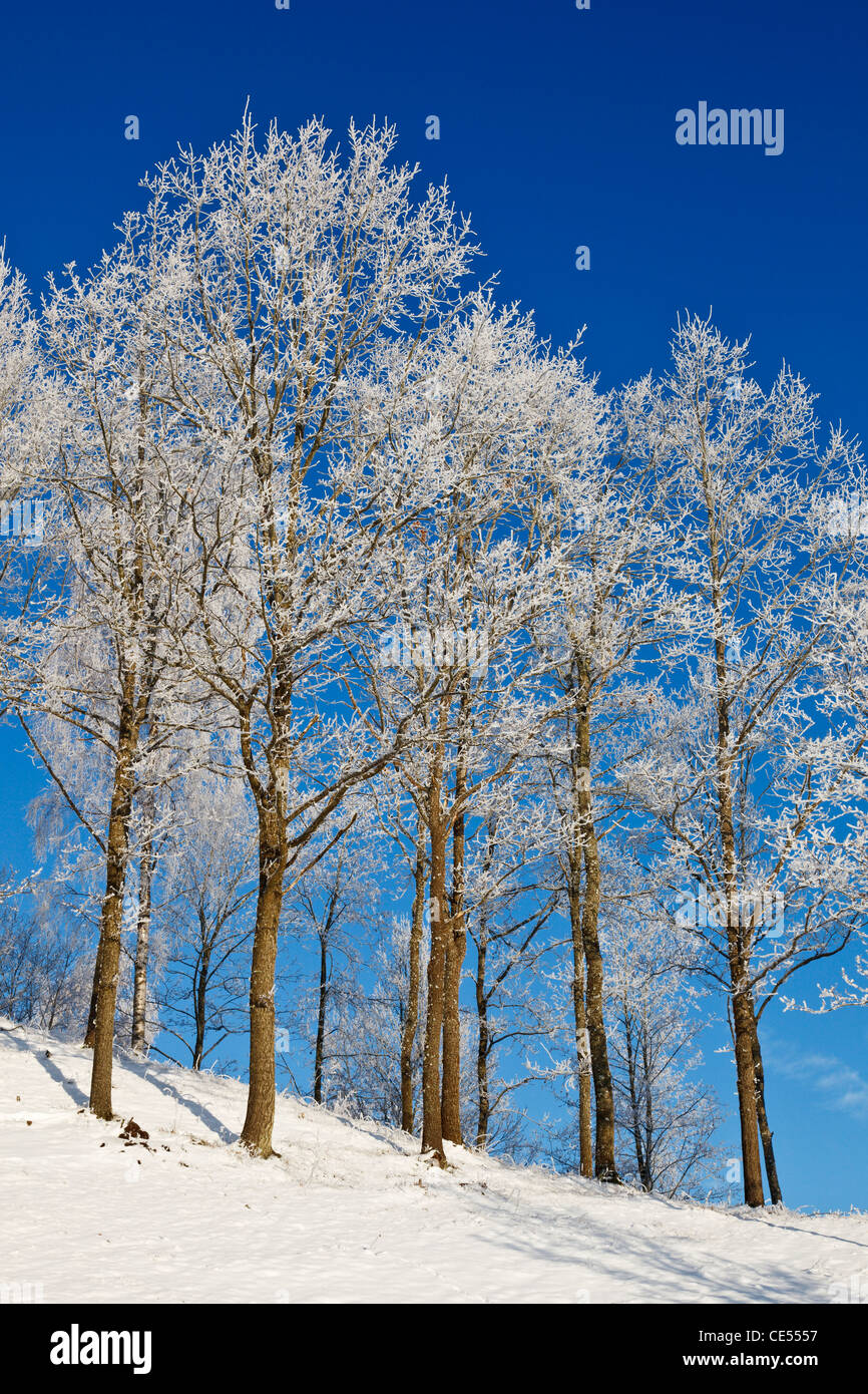 Tree with frost in winter landscape Stock Photo - Alamy