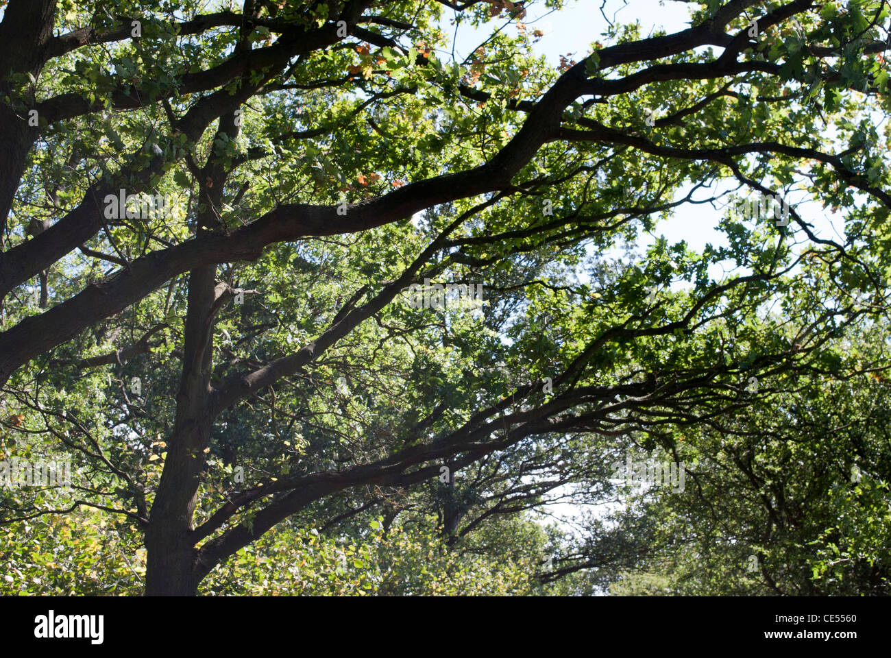canopy of tree branches against a blue sky Stock Photo - Alamy