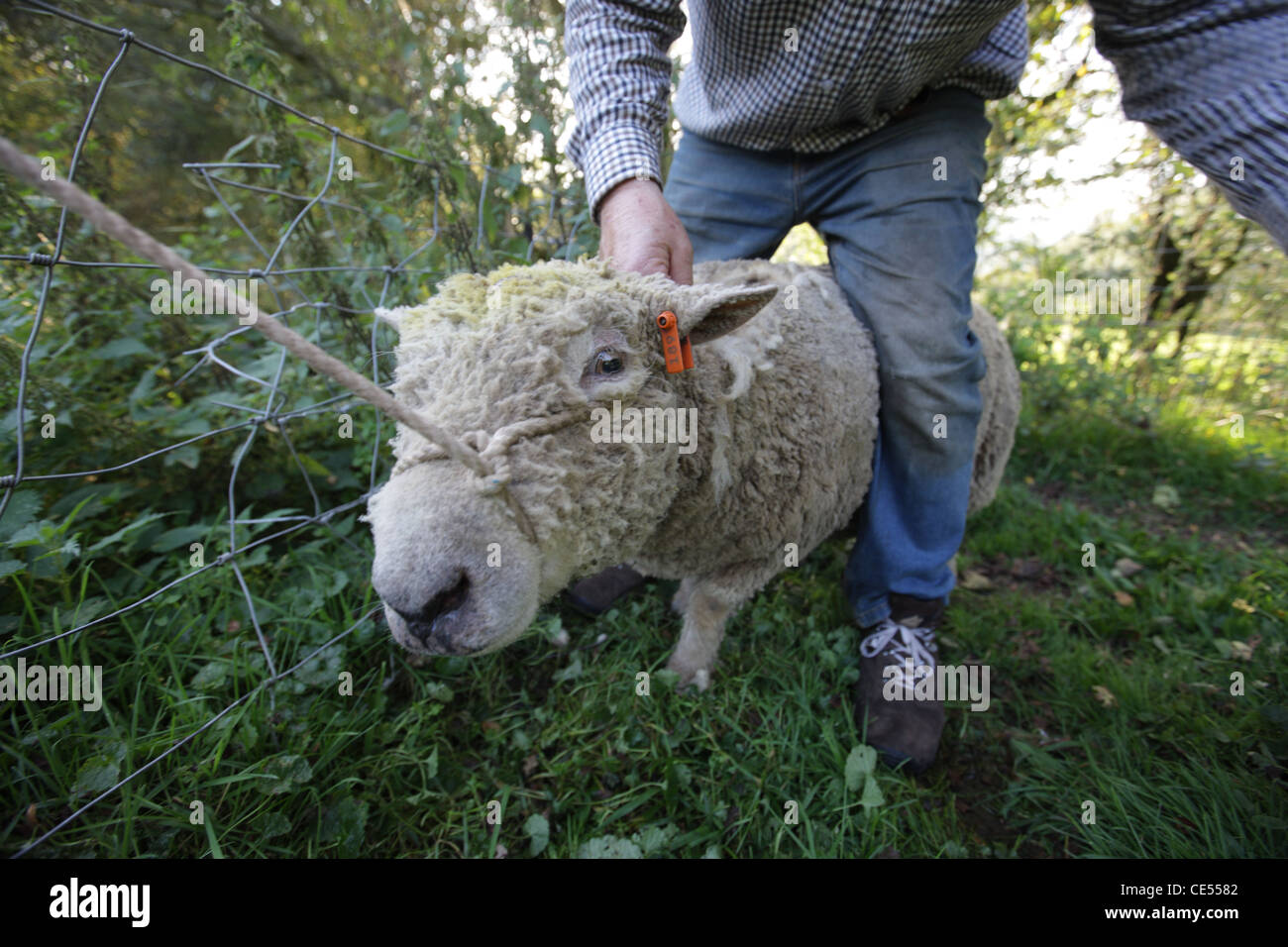 Documentary images covering small sheep keepers in the Forest of Dean ...