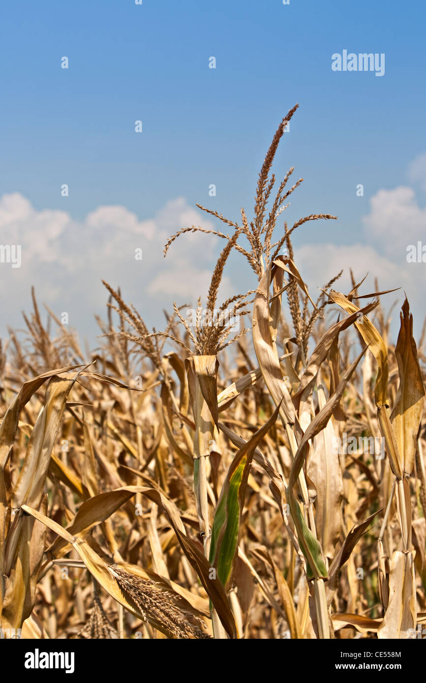 Zea mays hi-res stock photography and images - Alamy