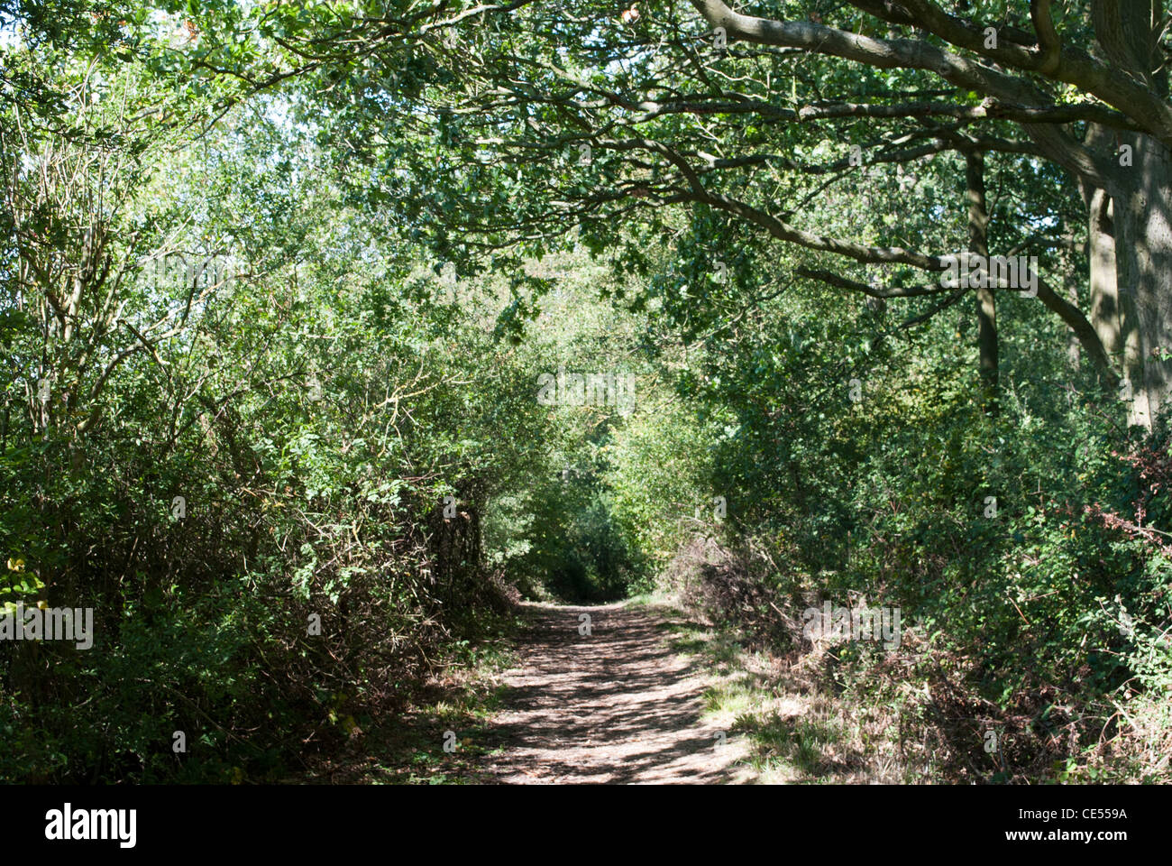 Path through wood with trees either side and dabbled sunlight and ...