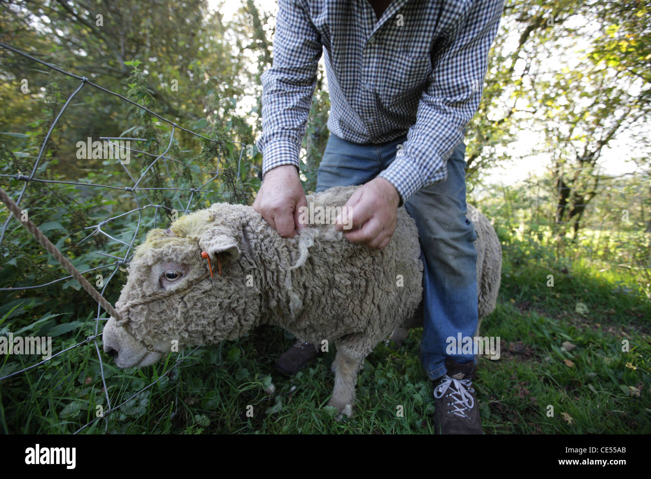 Documentary images covering small sheep keepers in the Forest of Dean ...