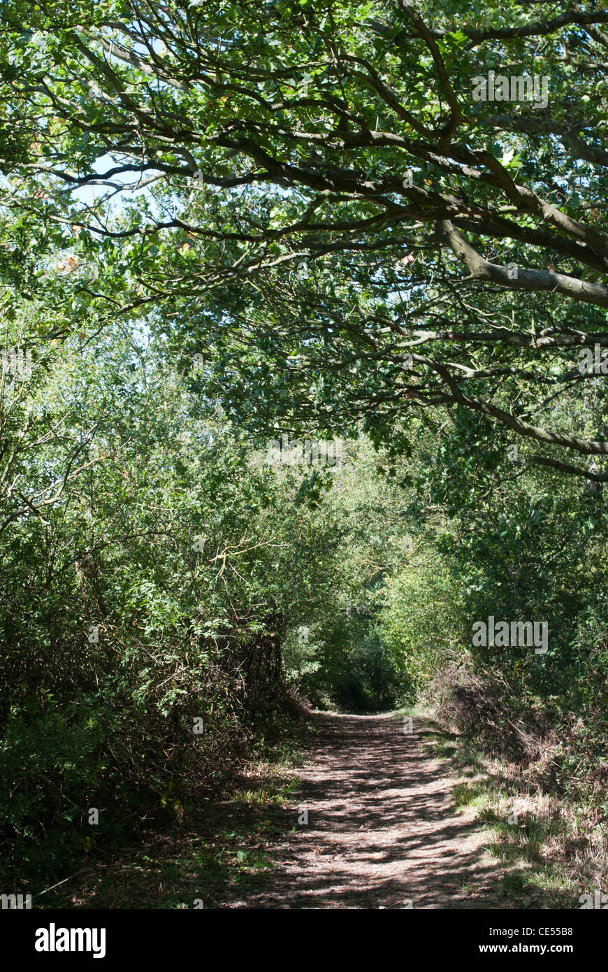Path through wood with trees either side and dabbled sunlight and ...