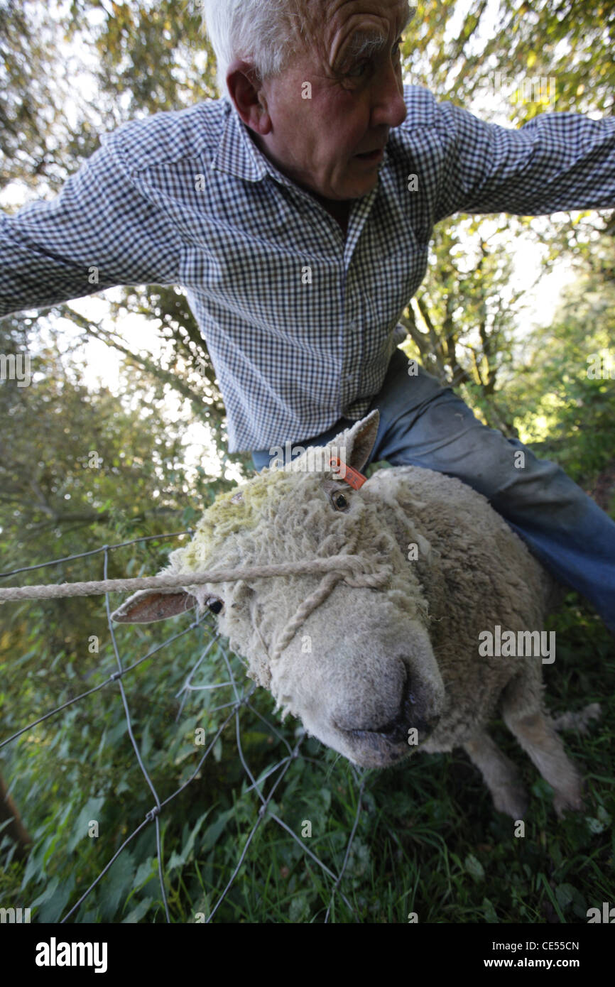 Fly strike sheep hi-res stock photography and images - Alamy