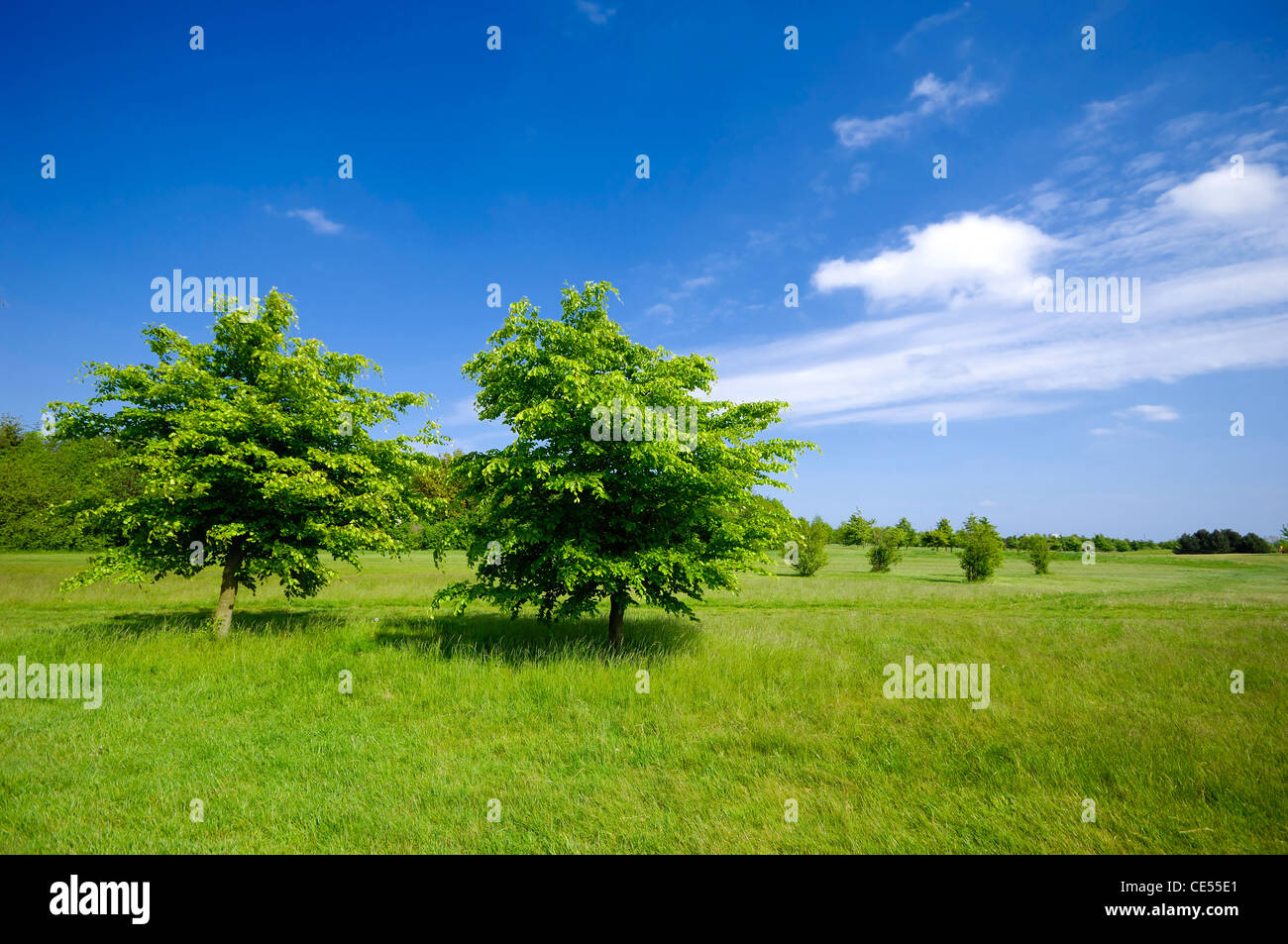 Two green trees on a green field Stock Photo - Alamy
