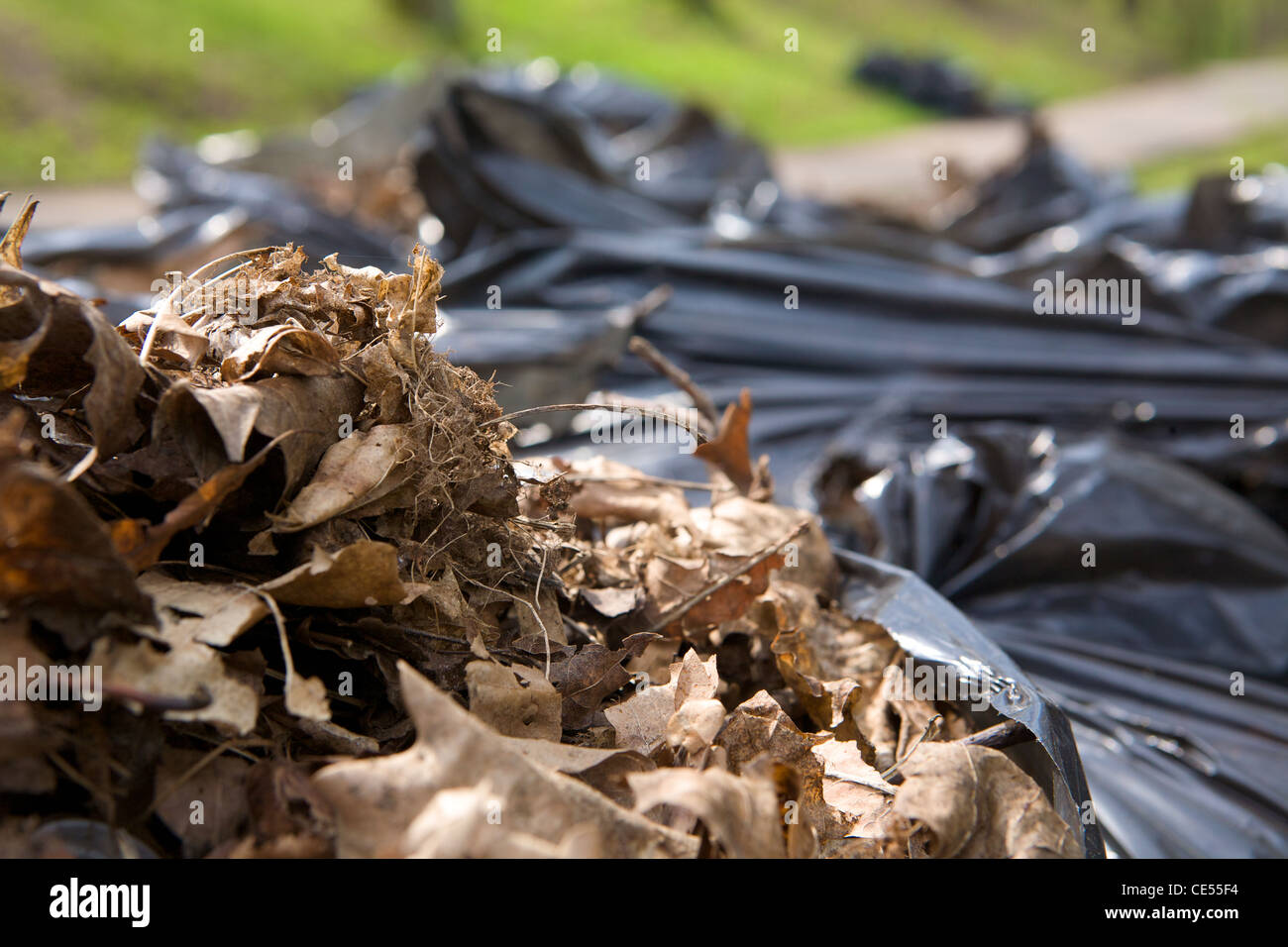 Leaves of the last year hi-res stock photography and images - Alamy