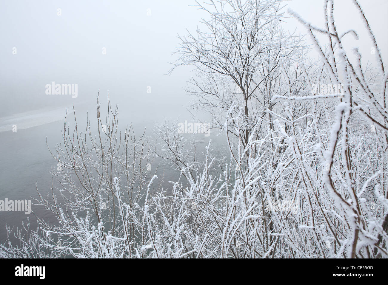Crystallized branches hi-res stock photography and images - Alamy
