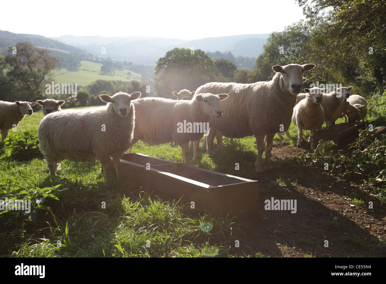 Documentary images covering small sheep keepers in the Forest of Dean ...