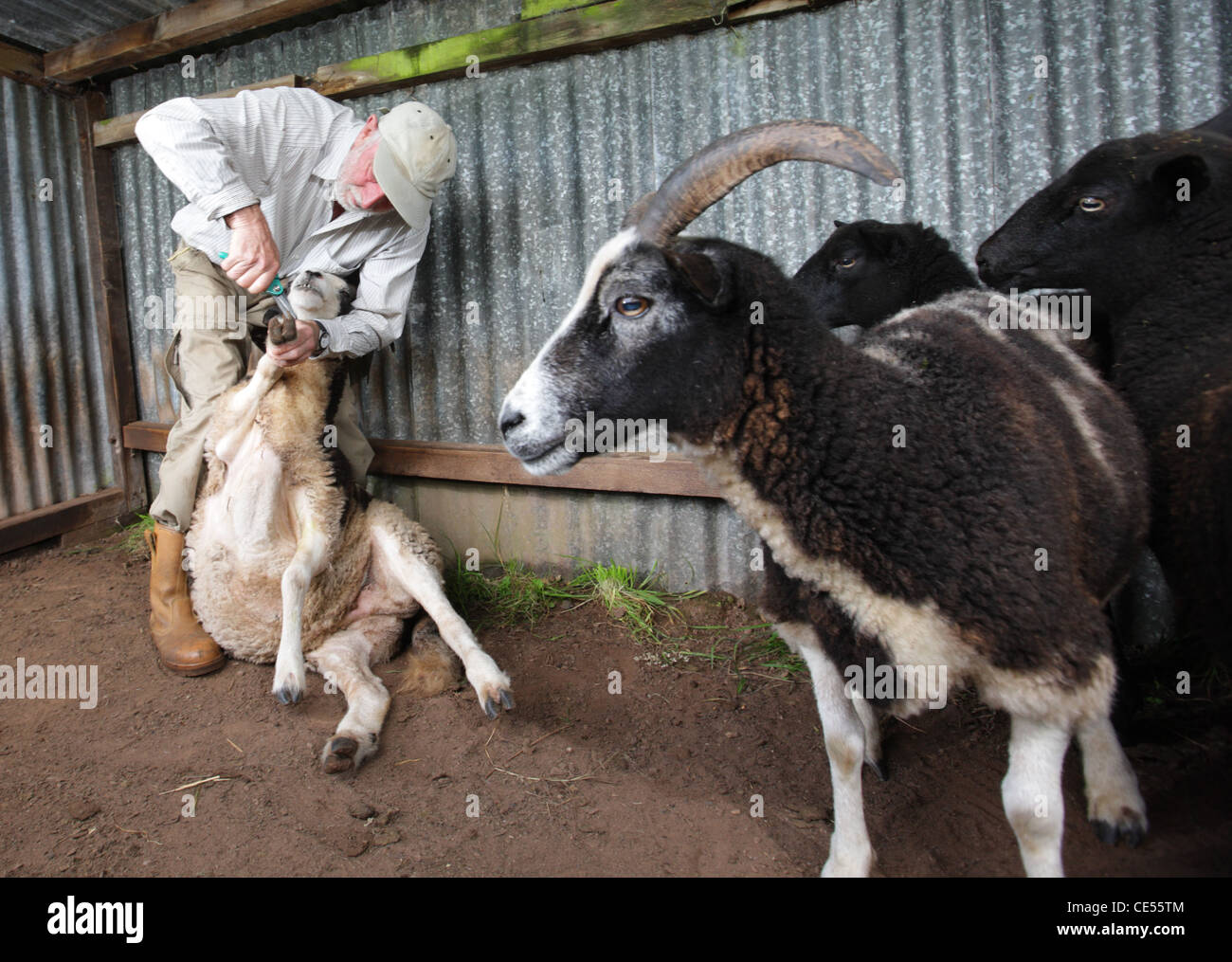 Documentary images covering small sheep keepers in the Forest of Dean ...