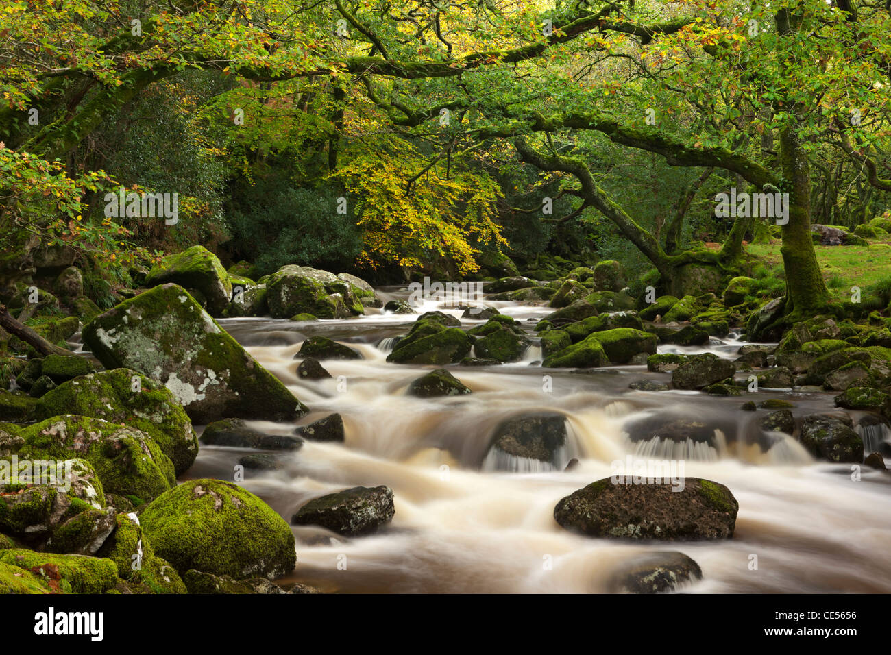 River Plym plunges past moss covered boulders on its course through ...