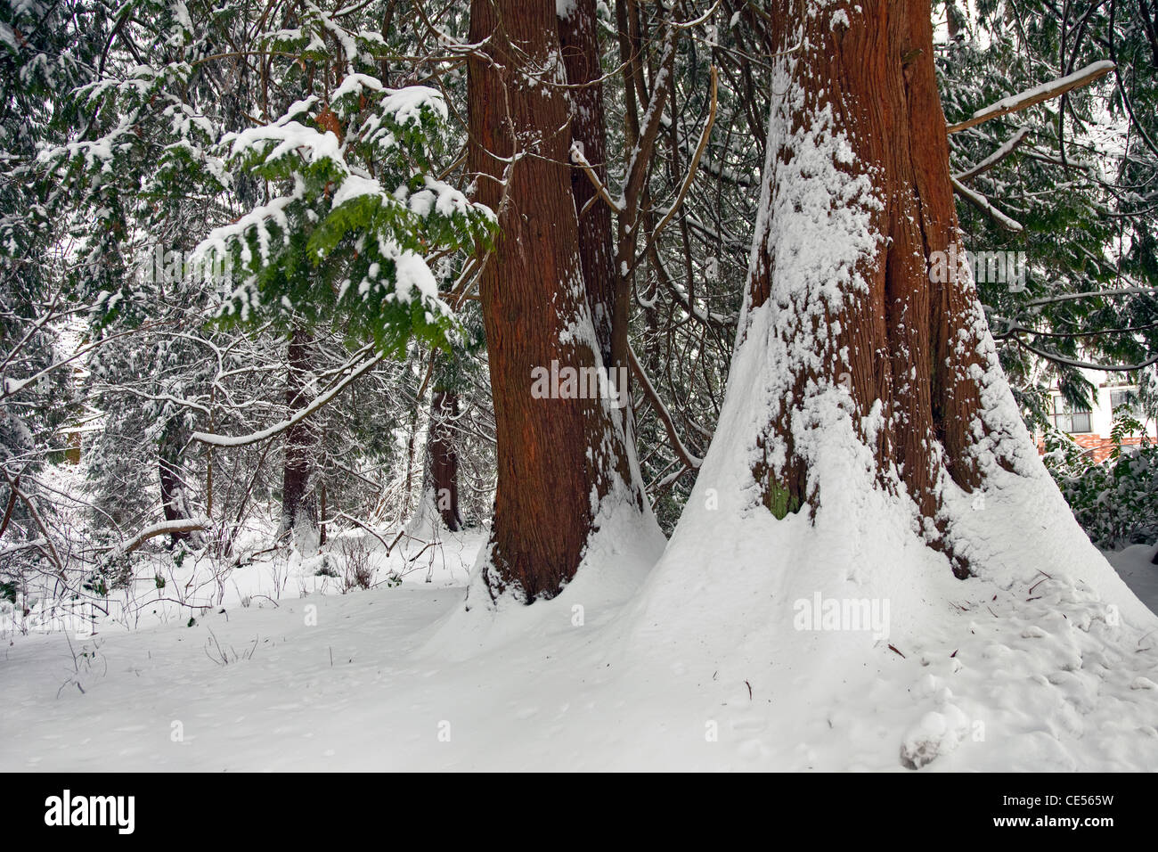 Western Red Cedar in winter, covered by snow Stock Photo - Alamy