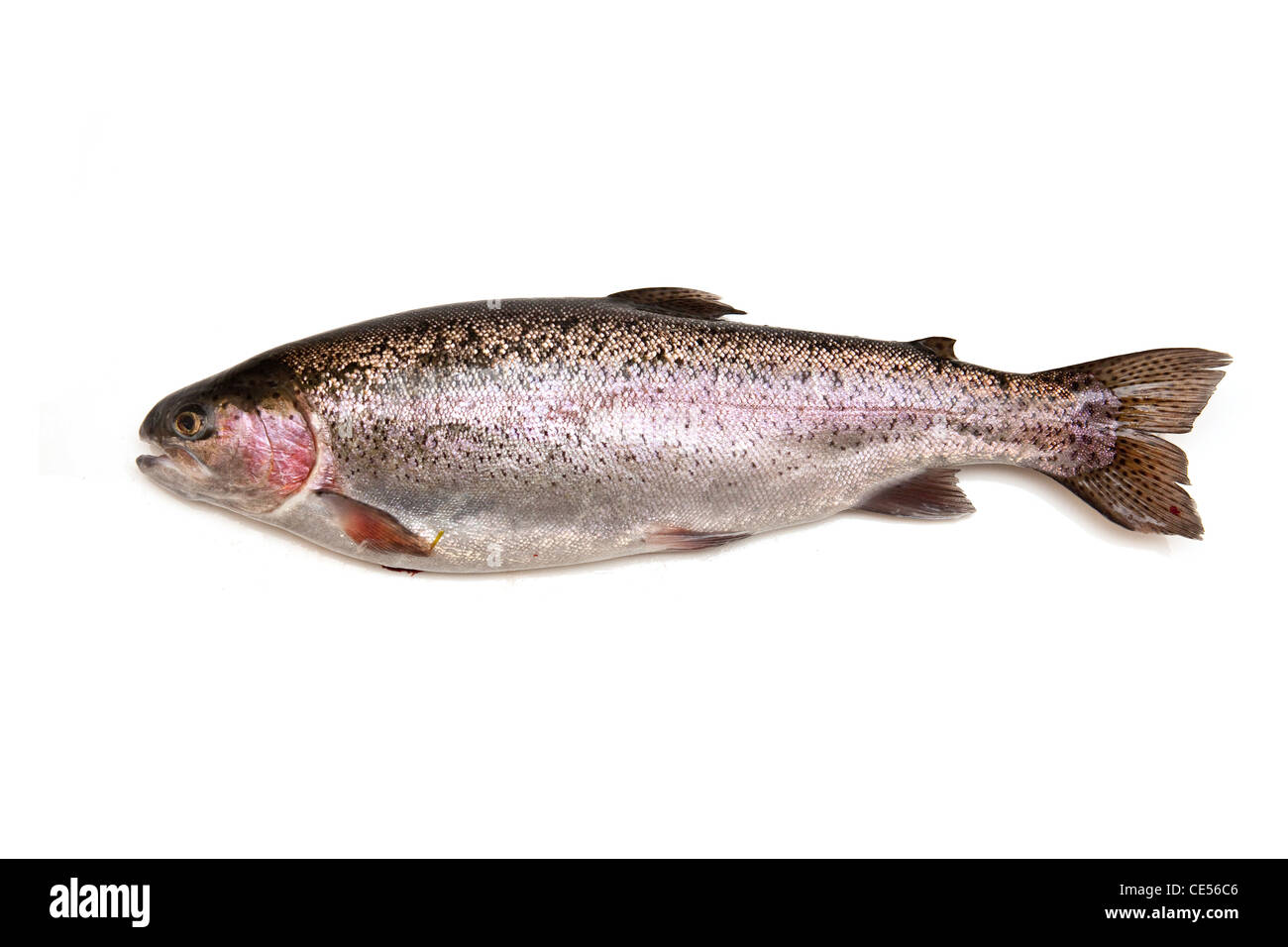 Trout farmed Cut Out Stock Images & Pictures - Alamy