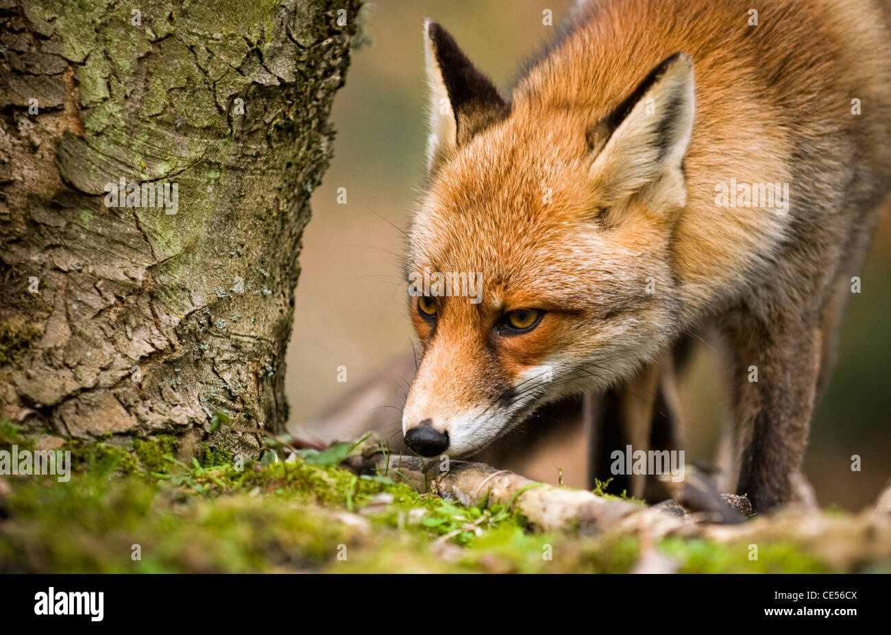 Red fox (Vulpes vulpes) smelling scent mark on tree trunk at border of ...