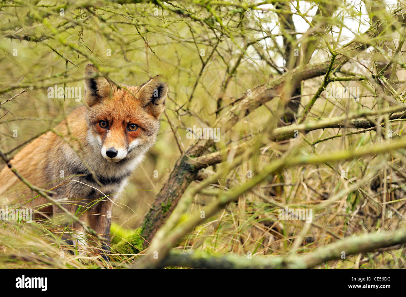 Thicket shrub hi-res stock photography and images - Alamy