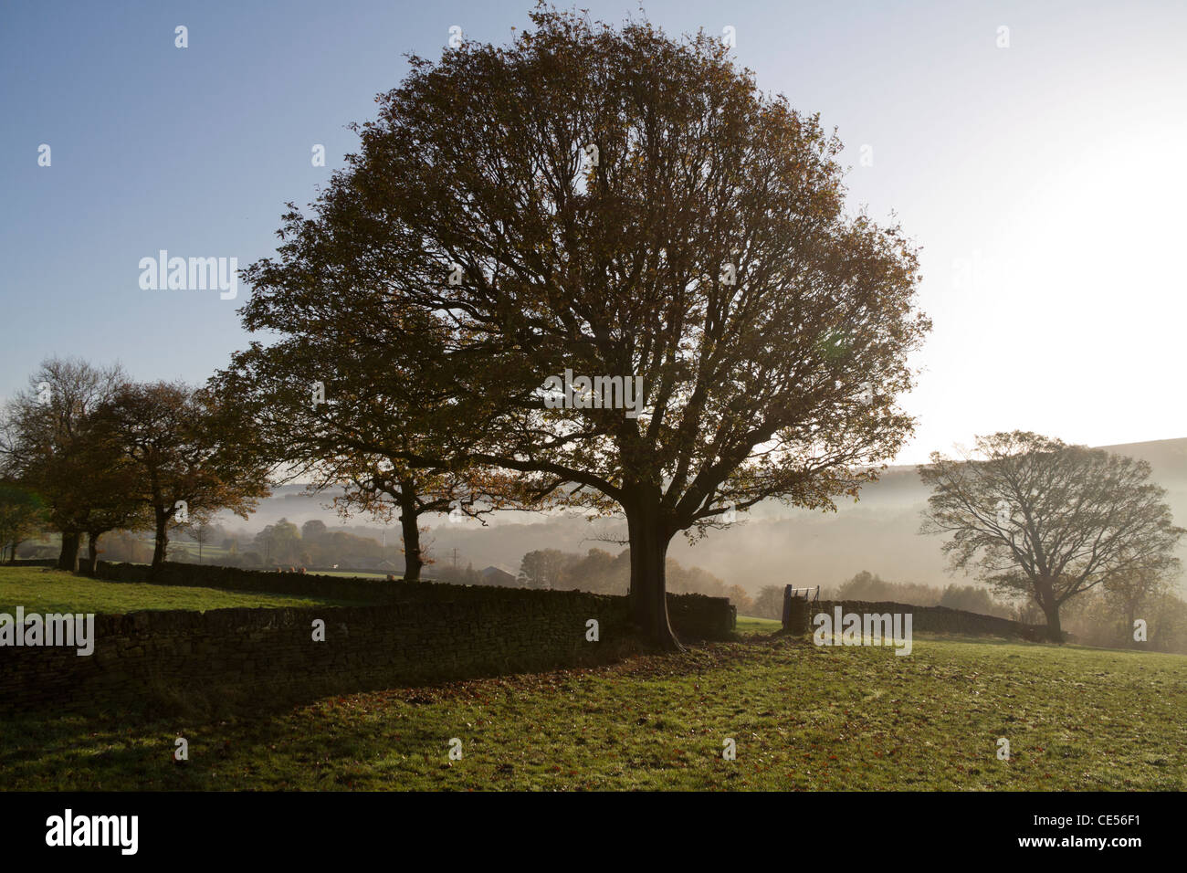 Tree in farm field on a misty day Stock Photo - Alamy