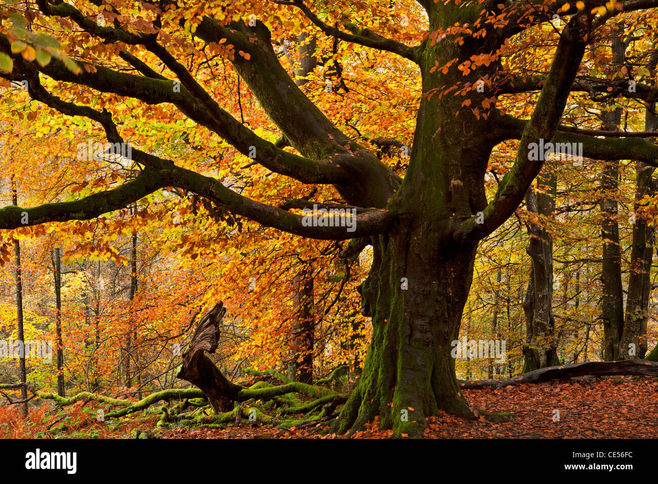 Beech tree with beautiful golden autumnal colours, Lake District ...