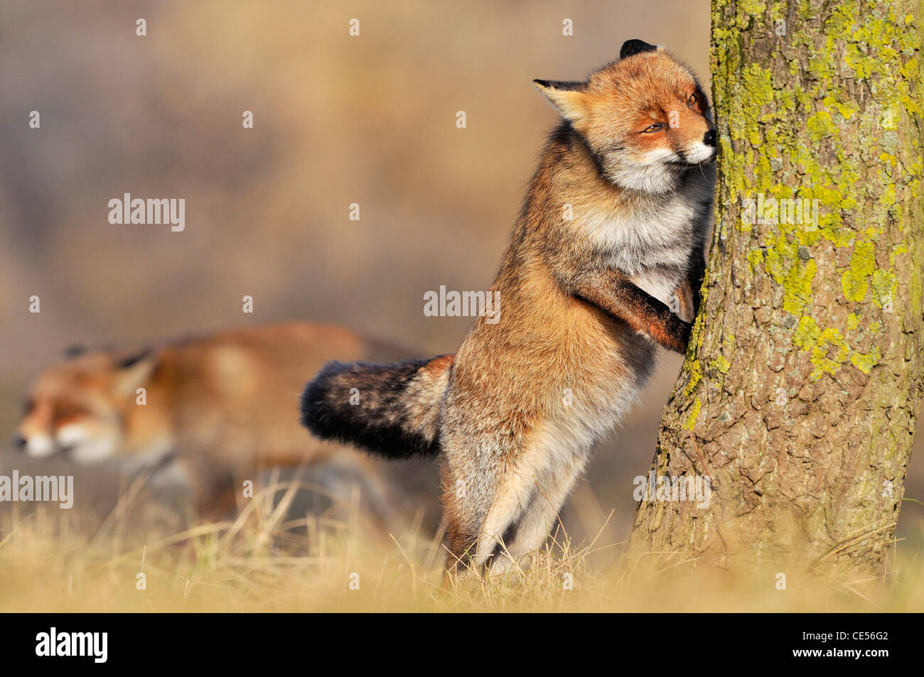 Red fox (Vulpes vulpes) smelling scent mark on tree trunk at border of ...